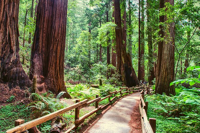 Muir Woods and Sausalito Half Day Tour - The Sum Up