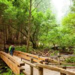 Muir Woods and Sausalito Tour Plus Bay Cruise - Authentic Experiences from Real Travelers