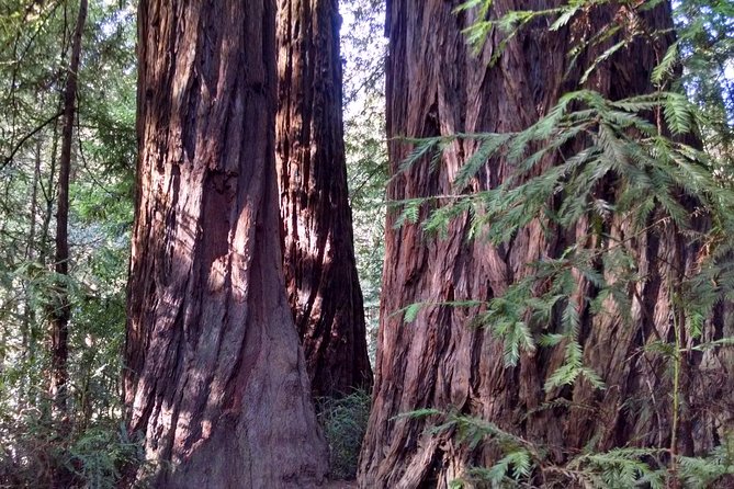 Muir Woods, Sausalito and Tiburon Day Trip from San Francisco - An in-depth look at the tour