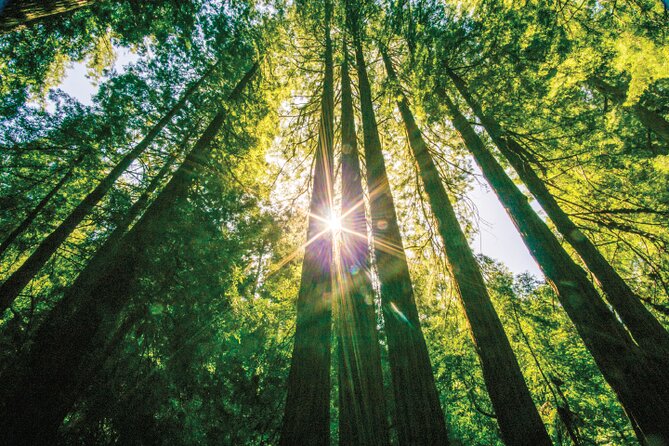 Muir Woods & Sausalito Tour - The cons: what travelers mention