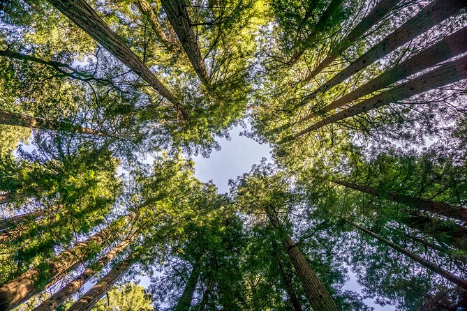 Muir Woods & Sausalito Tour - The logistics: timing and group size