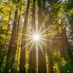Muir Woods & Sausalito Tour + Hop-On Hop-Off Tour - Price and Value Consideration