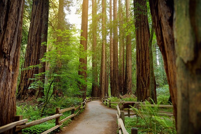Muir Woods Self-Guided Driving and Walking Audio Tour - The Itinerary Breakdown
