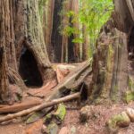 Muir Woods Self-Guided Driving and Walking Audio Tour - What’s Included and What’s Not