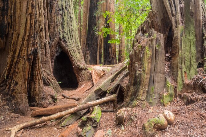 Muir Woods Self-Guided Driving and Walking Audio Tour - What’s Included and What’s Not