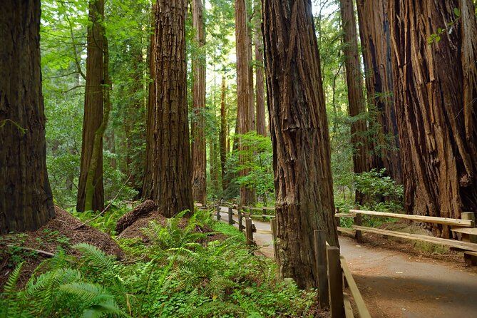 Muir Woods Self-Guided Driving and Walking Audio Tour - The Value Proposition: Is It Worth It?