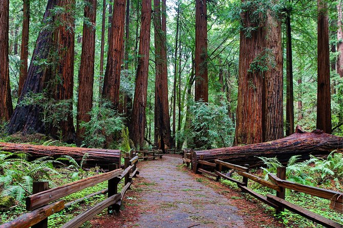 Muir Woods with Napa & Sonoma Wine Tour + Alcatraz & Aquarium Access - Key Points