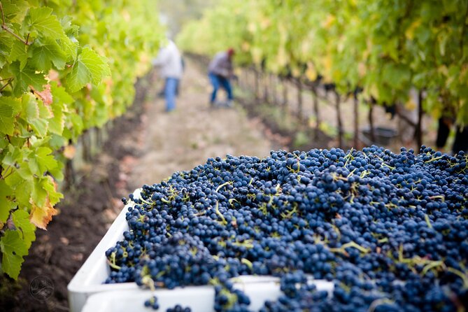 Muir Woods with Napa & Sonoma Wine Tour + Alcatraz & Aquarium Access - FAQs