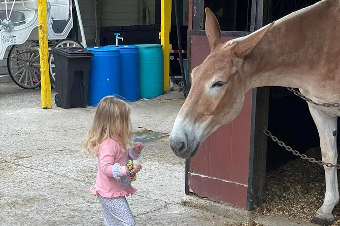 Mules in New Orleans Barn Tour - A Deep Dive into the Mules in New Orleans Barn Tour