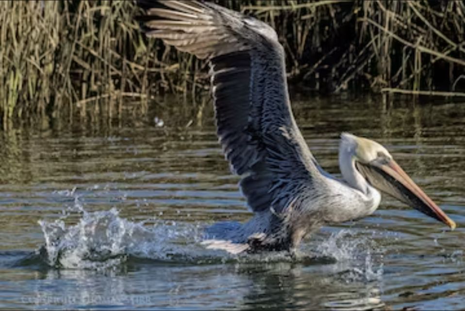 Murrells Inlet: Saltwater Marsh Eco Tour w/ Marine Biologist - Key Points