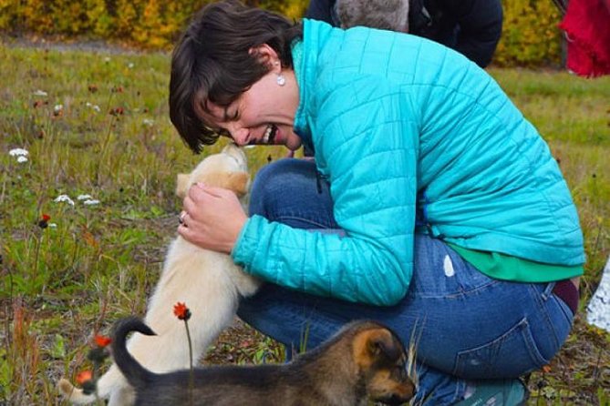 Mush Your Own Sled Dog Team (Summer/Fall Tour) - Mush Your Own Sled Dog Team (Summer/Fall Tour) Review: An Authentic Alaskan Adventure