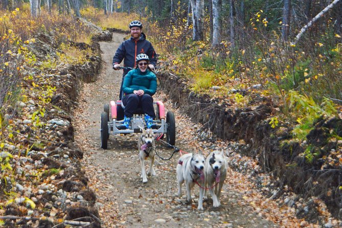 Mush Your Own Sled Dog Team (Summer/Fall Tour) - Key Points