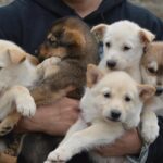 Mush Your Own Sled Dog Team (Summer/Fall Tour) - What to Expect During This Tour