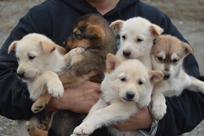 Mush Your Own Sled Dog Team (Summer/Fall Tour) - What to Expect During This Tour