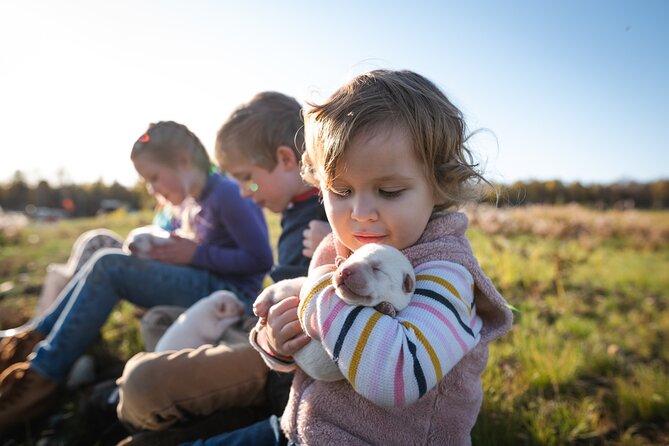 Mush Your Own Sled Dog Team (Summer/Fall Tour) - Who Will Love This Experience?