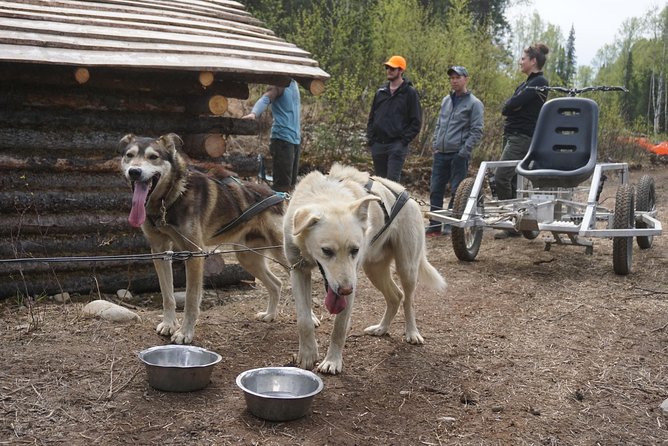 Mush Your Own Sled Dog Team (Summer/Fall Tour) - FAQ
