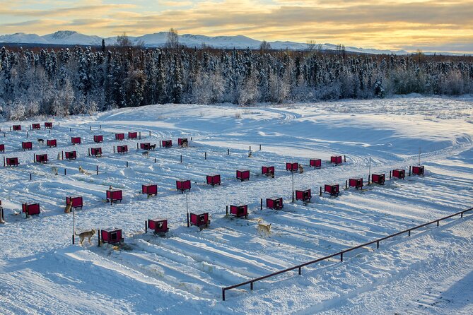 Mush Your Own Sled Dog Team (Winter Tour) in Talkeetna, Alaska - In-Depth Tour Breakdown