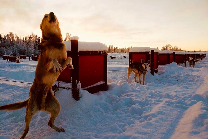 Mush Your Own Sled Dog Team (Winter Tour) in Talkeetna, Alaska - Authenticity and Experience Quality