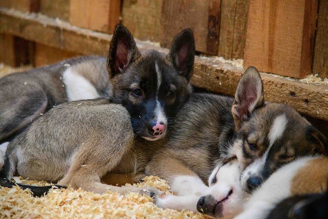 Musher's Camp and Gold Panning Adventure - The Experience from Recent Guest Perspectives