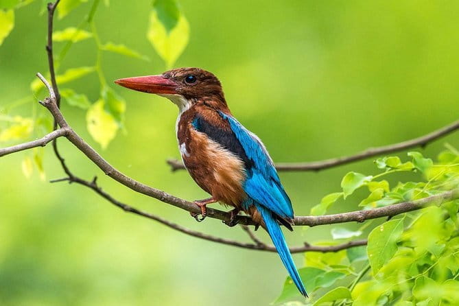 Muthurajawela Bird Watching Tour From Colombo & Negombo - Muthurajawela Bird Watching Tour From Colombo & Negombo