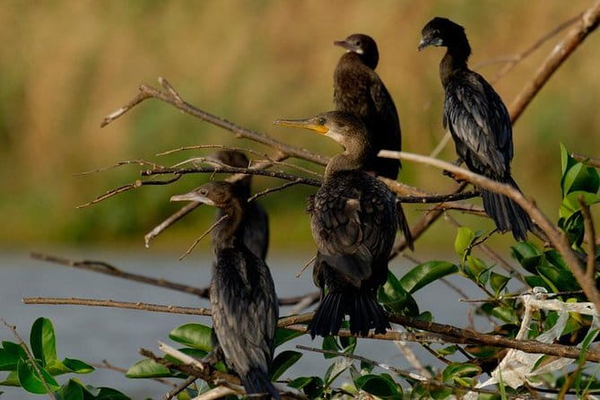 Muthurajawela Bird Watching Tour From Colombo & Negombo - What to Expect from the Muthurajawela Bird Watching Tour