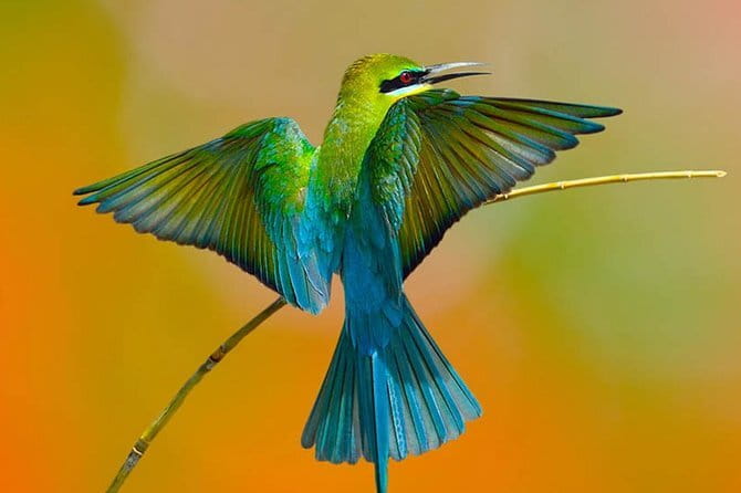 Muthurajawela Bird Watching Tour From Colombo & Negombo - The Experience: From Booking to Return