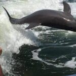 Myrtle Beach Dolphin Cruise - Who Will Love This Tour?