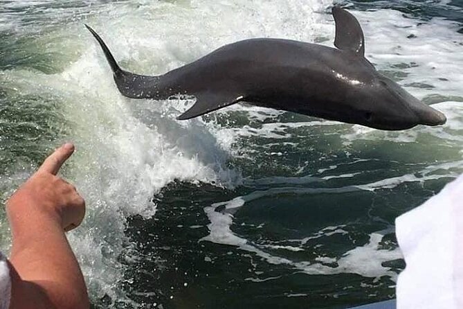 Myrtle Beach Dolphin Cruise - Who Will Love This Tour?