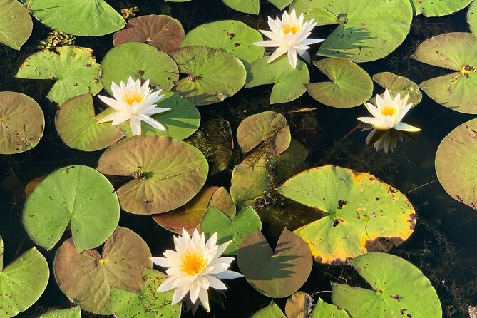 Mystical Private Kayak and Canoe Tours on Caddo Lake - Exploring Caddo Lake: A Natural Wonder