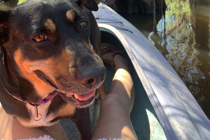 Mystical Private Kayak and Canoe Tours on Caddo Lake - The Itinerary: What to Expect