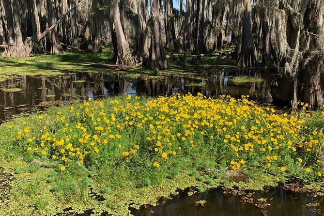 Mystical Private Kayak and Canoe Tours on Caddo Lake - Tips for a Better Experience