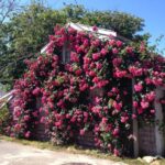 Nantucket: Historical Landmarks Sightseeing Bus Tour - The Guidance and Group Experience