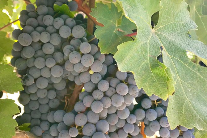 Napa and Sonoma Private Wine Tasting Tour and Luxury Car Service - An In-Depth Look at the Napa and Sonoma Private Wine Tour