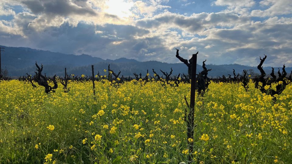 Napa/Sonoma: Guided Tour for Cycling Enthusiasts - Final Thoughts