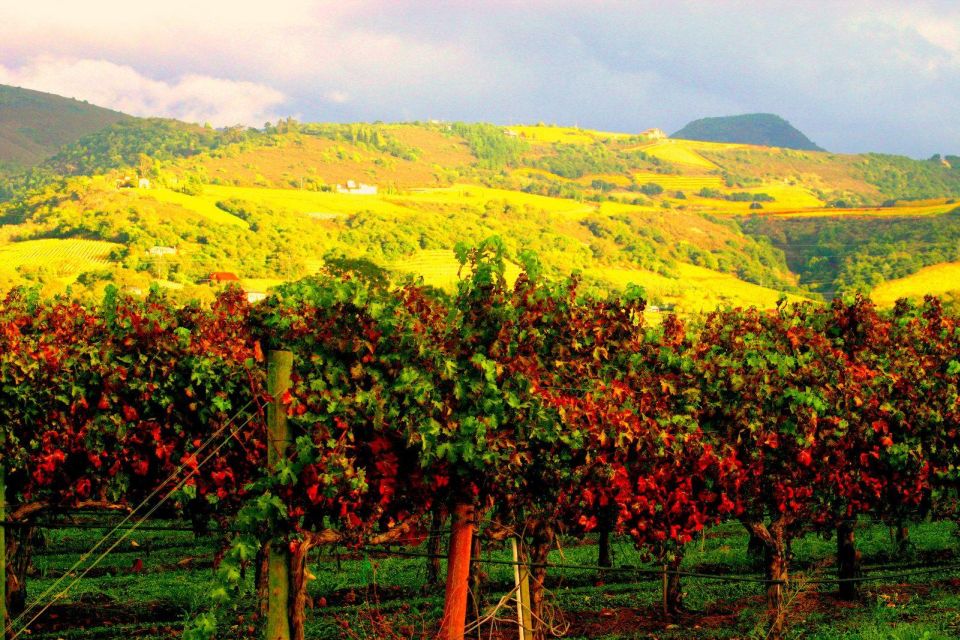 Napa & Sonoma Valley : Custom Wine Tour - Authentic Experiences & Hidden Gems