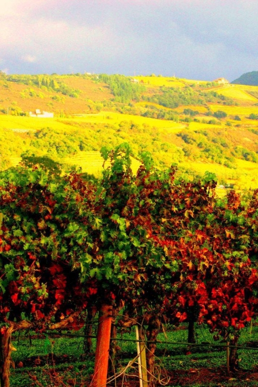 Napa & Sonoma Valley: Judgement of Paris Tour - The Value of the Tour