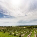 Napa & Sonoma Wine Tour Private Tours 8 to 10 Hours max 14 pax - Why This Tour Offers Good Value