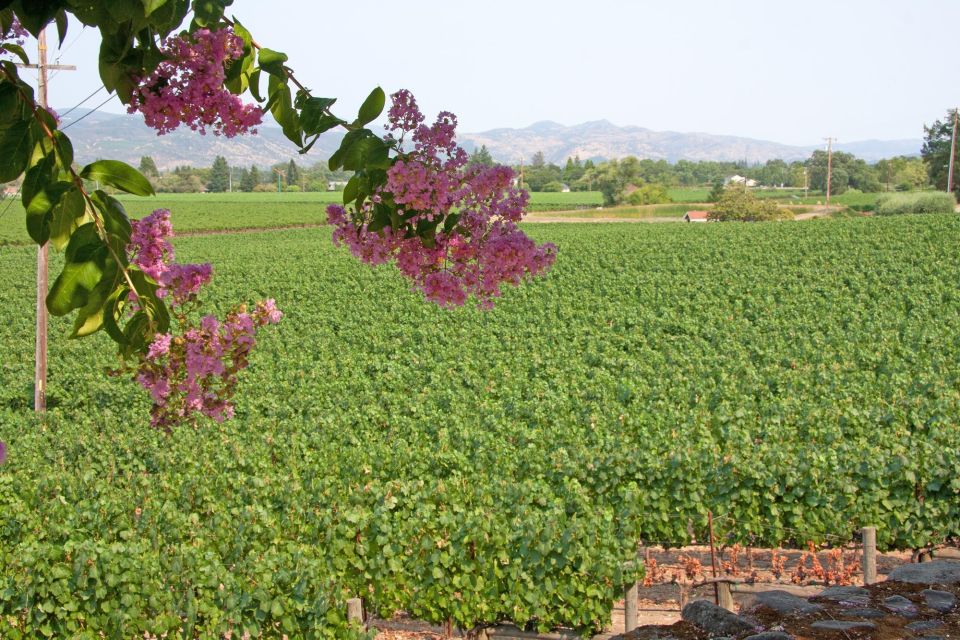 Napa Valley: Driver & Guide Service California wine country - Transportation and Group Size: Why It Matters