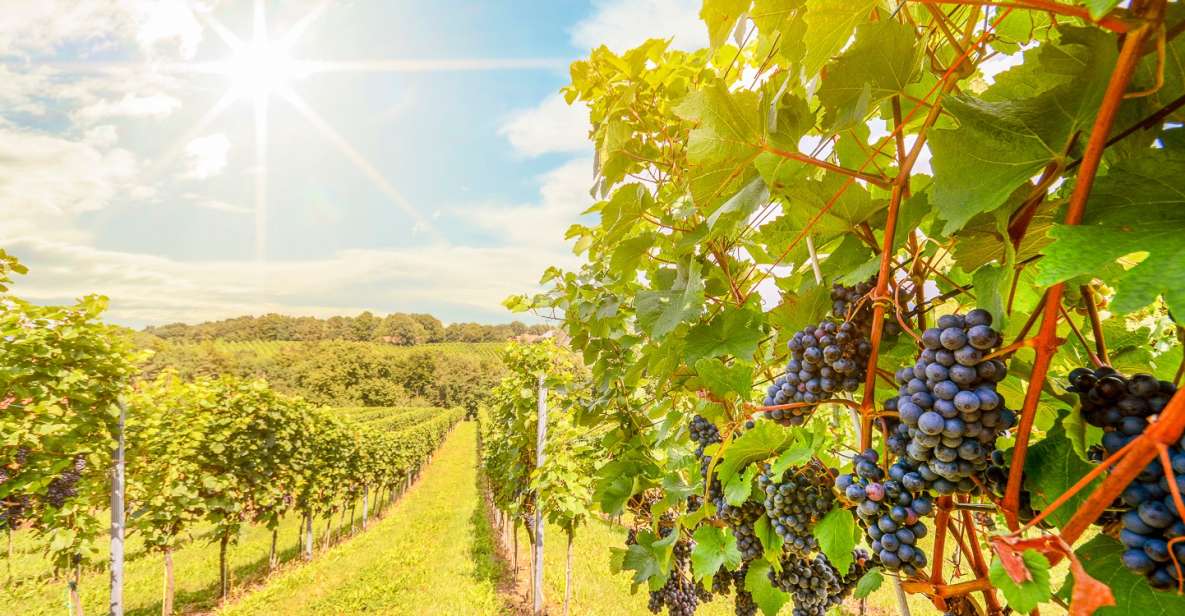 Napa Valley: Guided Wine Tour with Picnic Lunch - The Experience in Detail