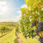 Napa Valley: Guided Wine Tour with Picnic Lunch - Who Would Love This Tour?