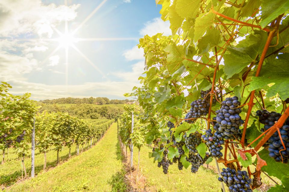 Napa Valley: Guided Wine Tour with Picnic Lunch - Who Would Love This Tour?