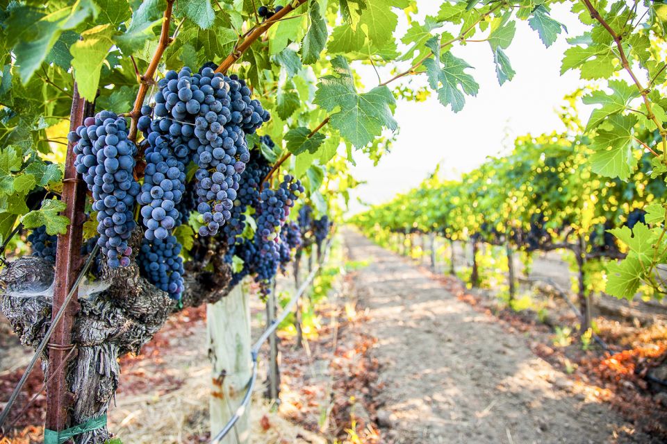 Napa Valley: Guided Wine Tour with Picnic Lunch - FAQ