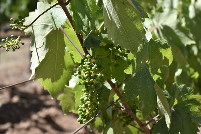 Napa Valley Wine Tasting Tour 6 to 8 Hours max 14 passenger - FAQs