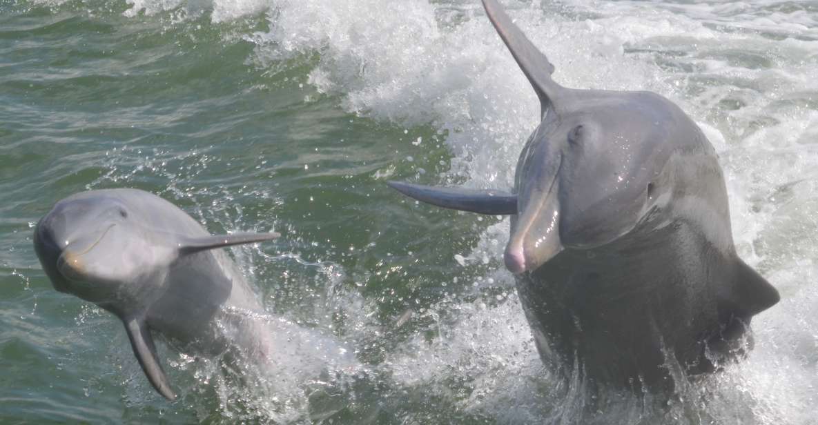 Naples, FL: Manatee, Dolphin, 10,000 Islands Beach Eco Tour - An Introduction to the Experience