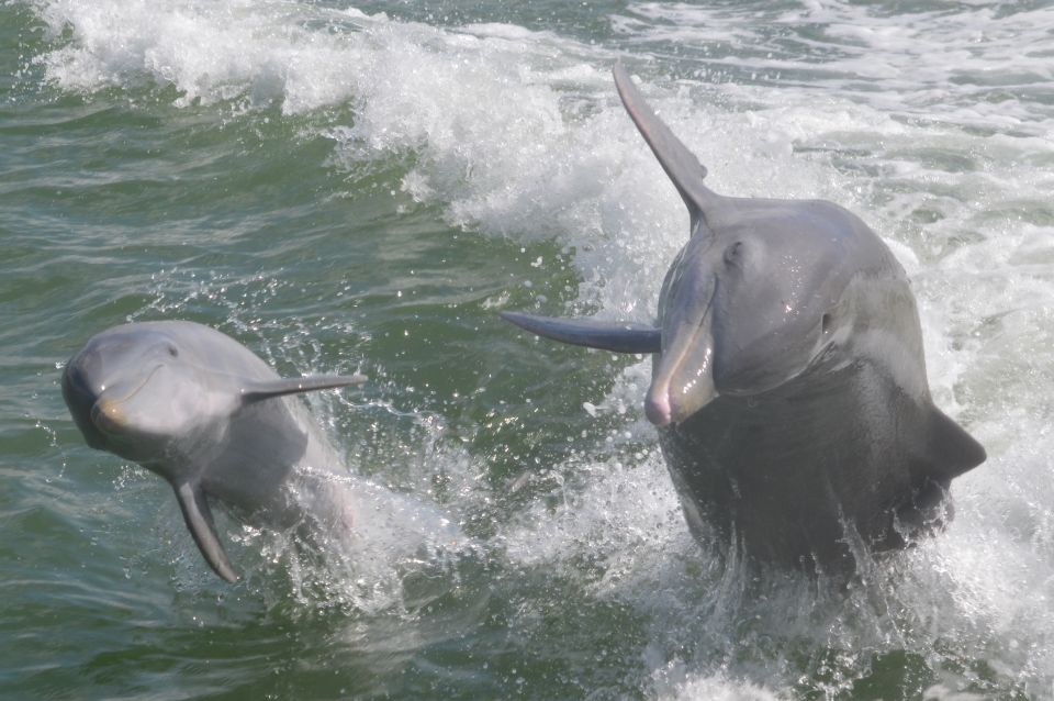 Naples, FL: Manatee, Dolphin, 10,000 Islands Beach Eco Tour - The Itinerary Breakdown