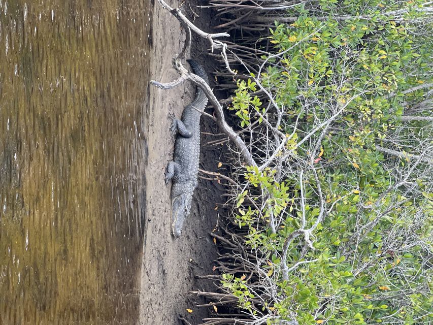 Naples, FL: Manatee, Dolphin, 10,000 Islands Beach Eco Tour - The Real Experience: Authentic Encounters and Genuine Value