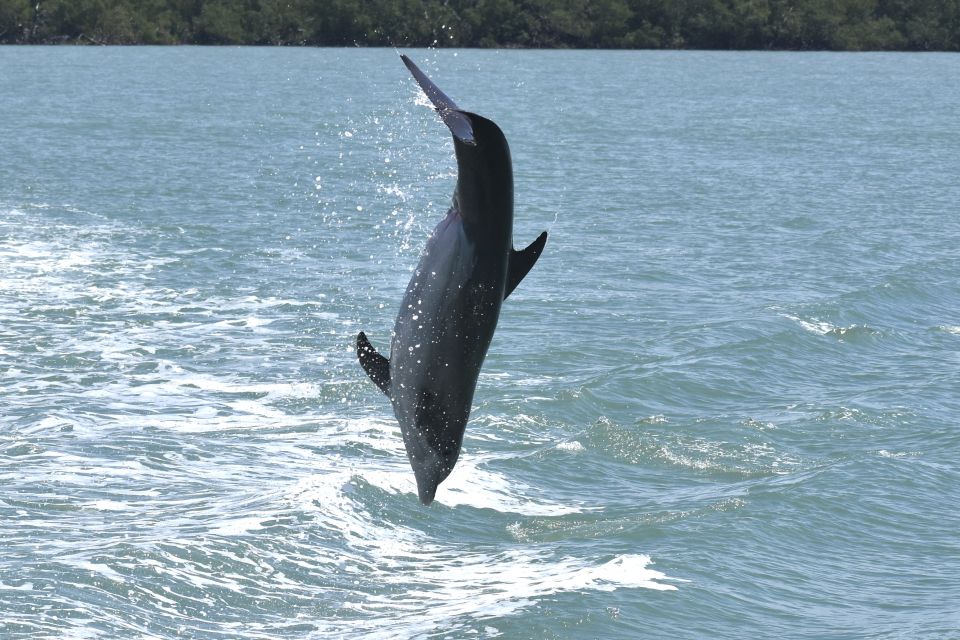Naples, FL: Manatee, Dolphin, 10,000 Islands Sunset Cruise - Wildlife and Nature Highlights