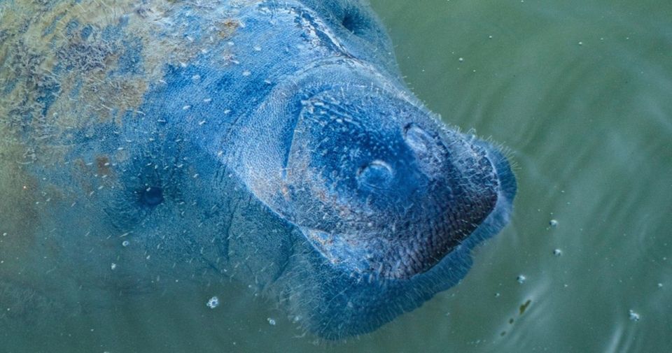 Naples, FL: Manatee, Dolphin, 10,000 Islands Sunset Cruise - Sunset and Scenic Views