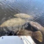 Naples, FL: Manatee Sightseeing and Wildlife Boat Tour - What to Expect at Each Stage
