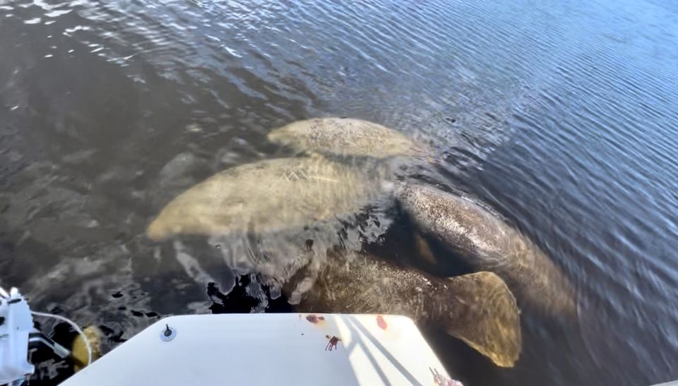 Naples, FL: Manatee Sightseeing and Wildlife Boat Tour - What to Expect at Each Stage